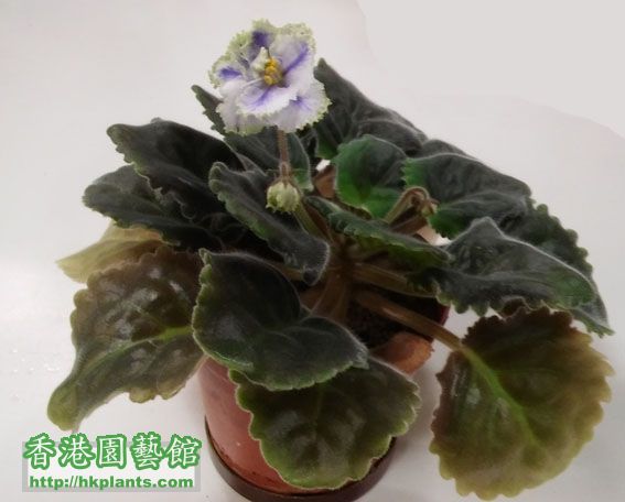 Kei Yoki開花株2棵 - 出售版 - 香港園藝館