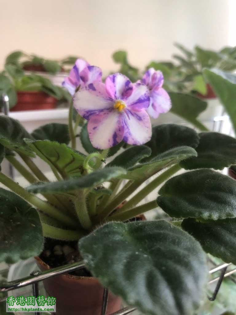 Moon bean - 香港園藝館