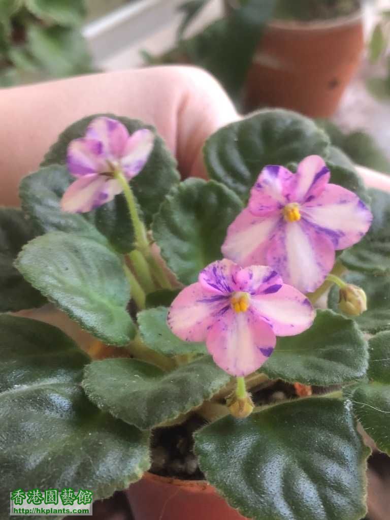 Moon bean - 香港園藝館